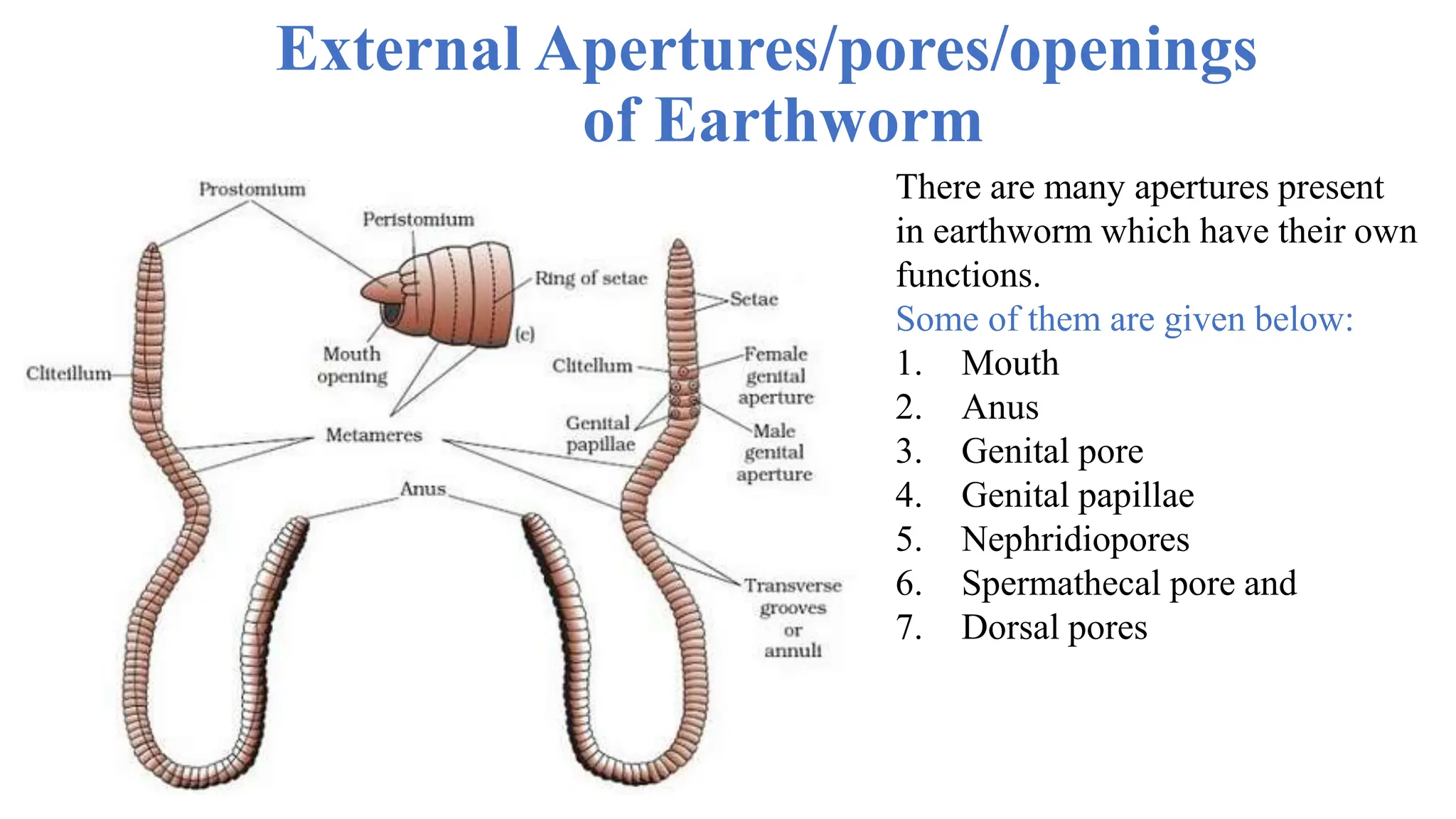 Detail study of Earthworm for class 11 NEB B | PPTX