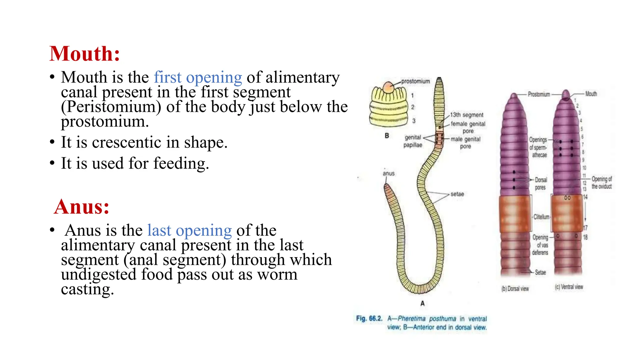 Detail study of Earthworm for class 11 NEB B | PPTX