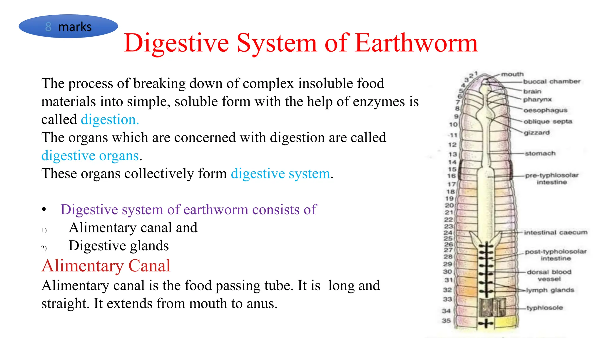 Detail study of Earthworm for class 11 NEB B | PPTX