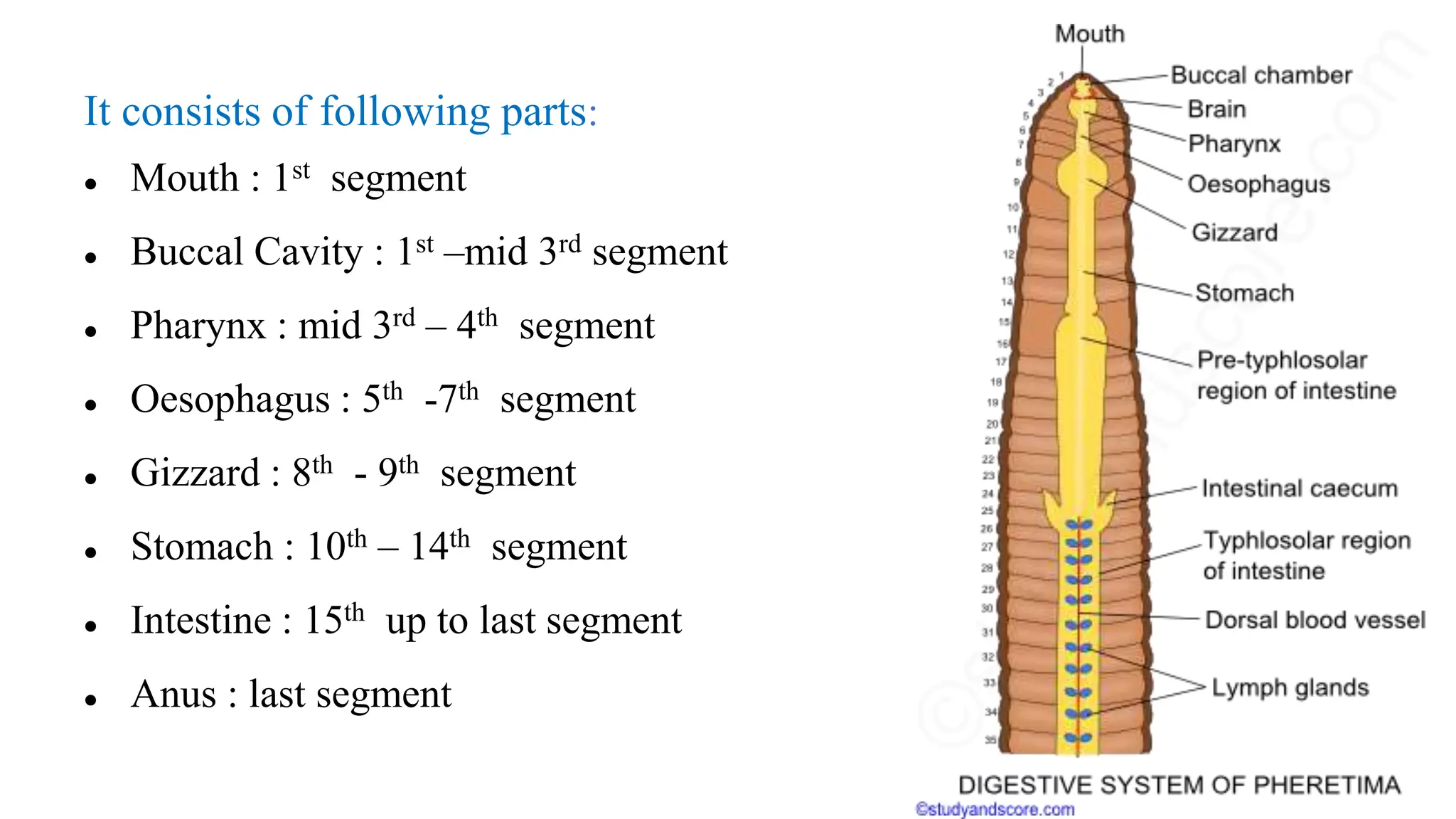Detail study of Earthworm for class 11 NEB B | PPTX