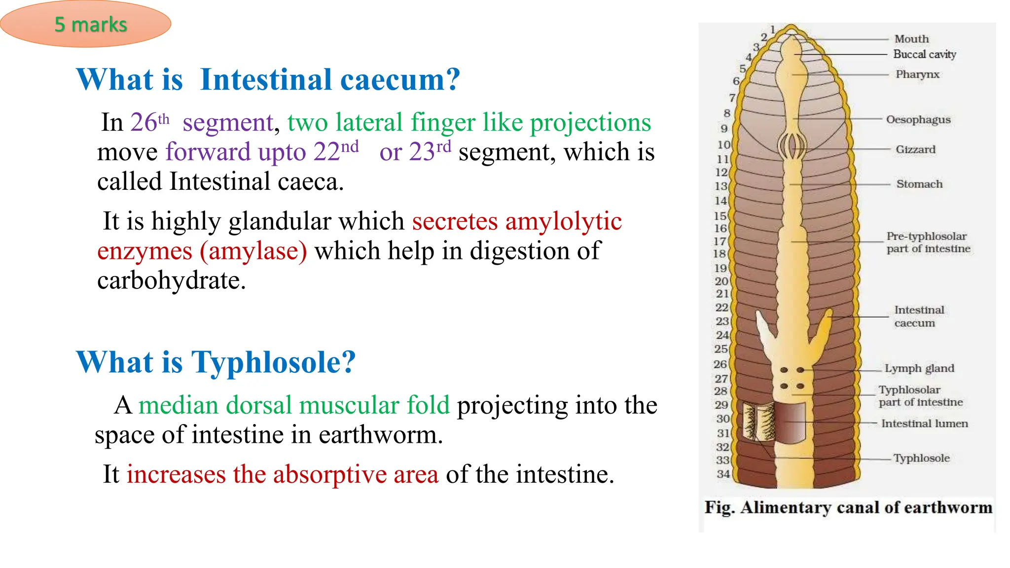 Detail study of Earthworm for class 11 NEB B | PPTX