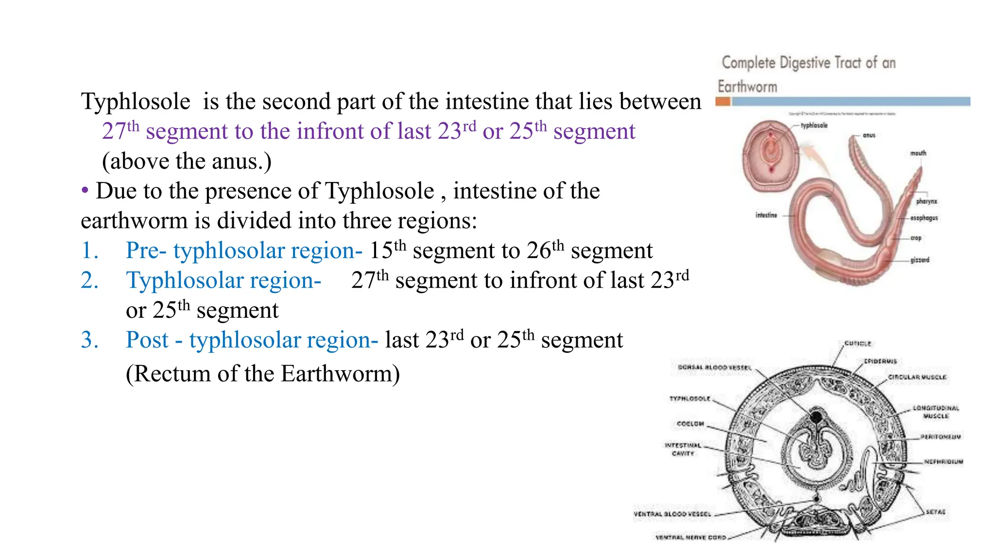 Detail study of Earthworm for class 11 NEB B | PPTX