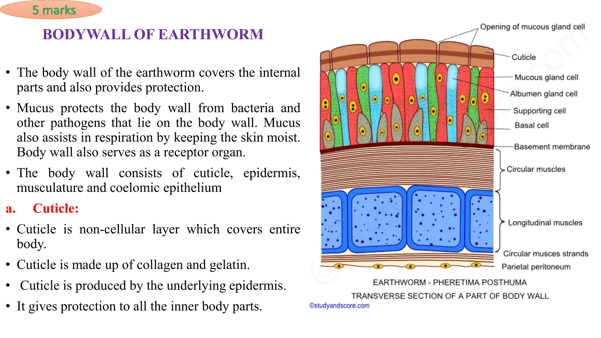Detail study of Earthworm for class 11 NEB B | PPTX