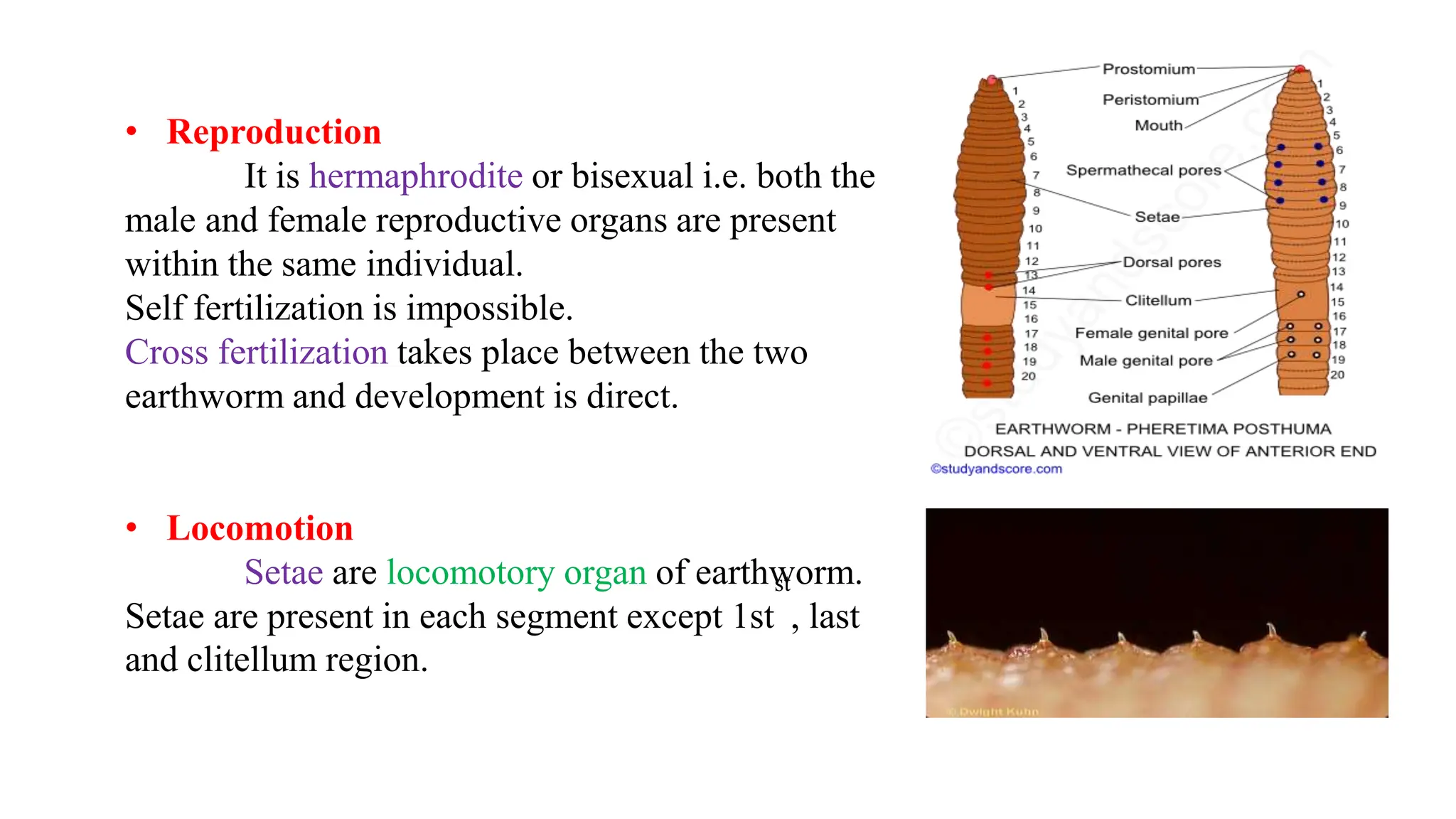 Detail study of Earthworm for class 11 NEB B | PPTX