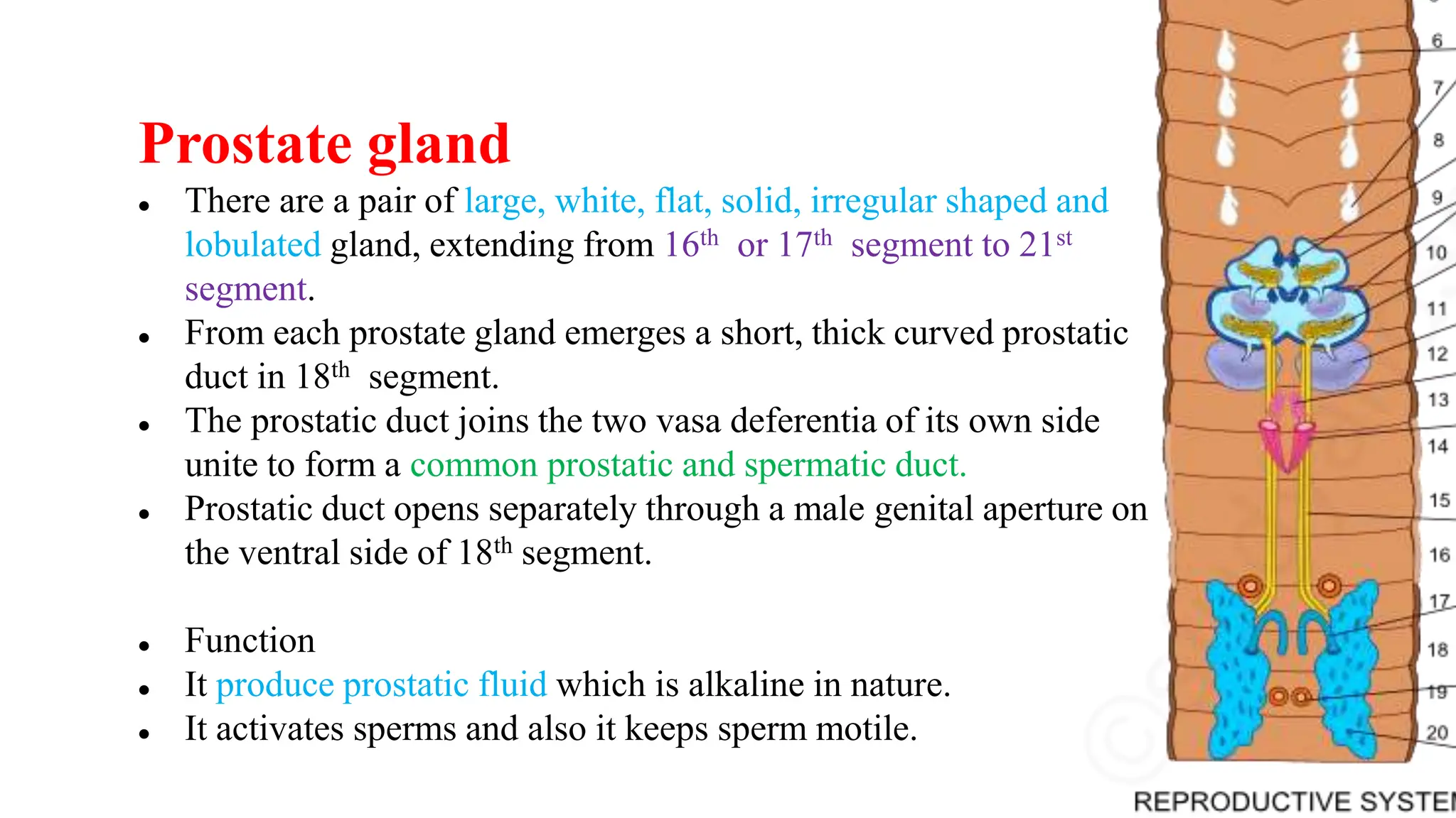 Detail study of Earthworm for class 11 NEB B | PPTX