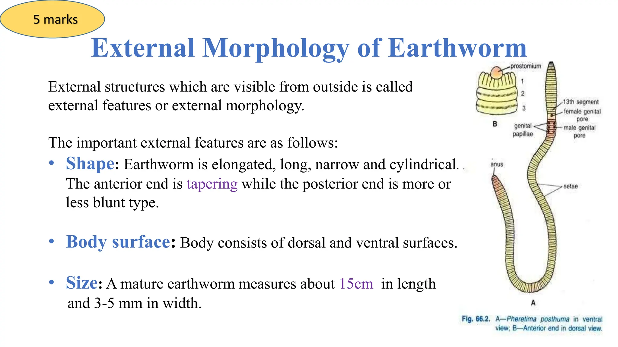 Detail study of Earthworm for class 11 NEB B | PPTX