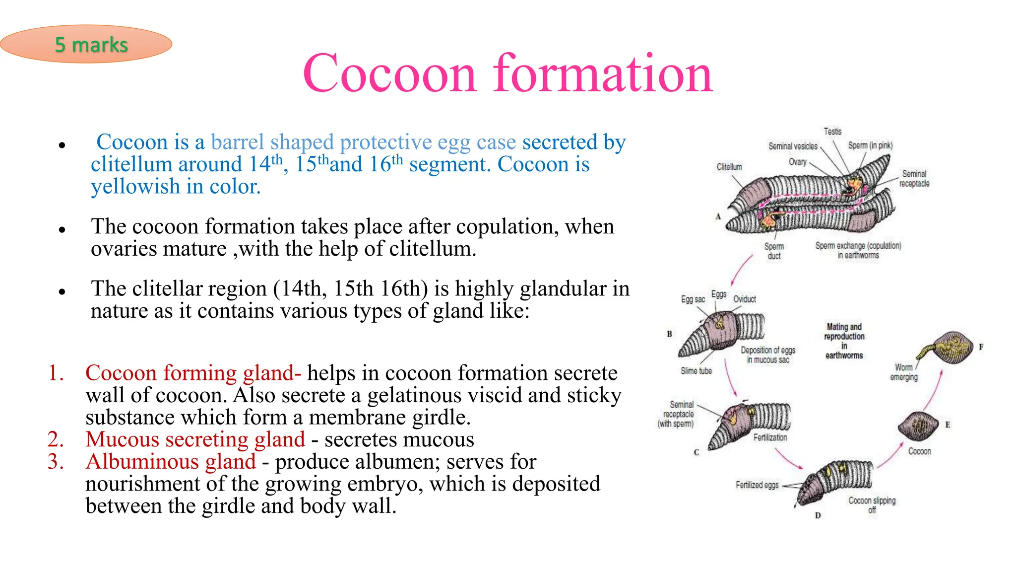 Detail study of Earthworm for class 11 NEB B | PPTX