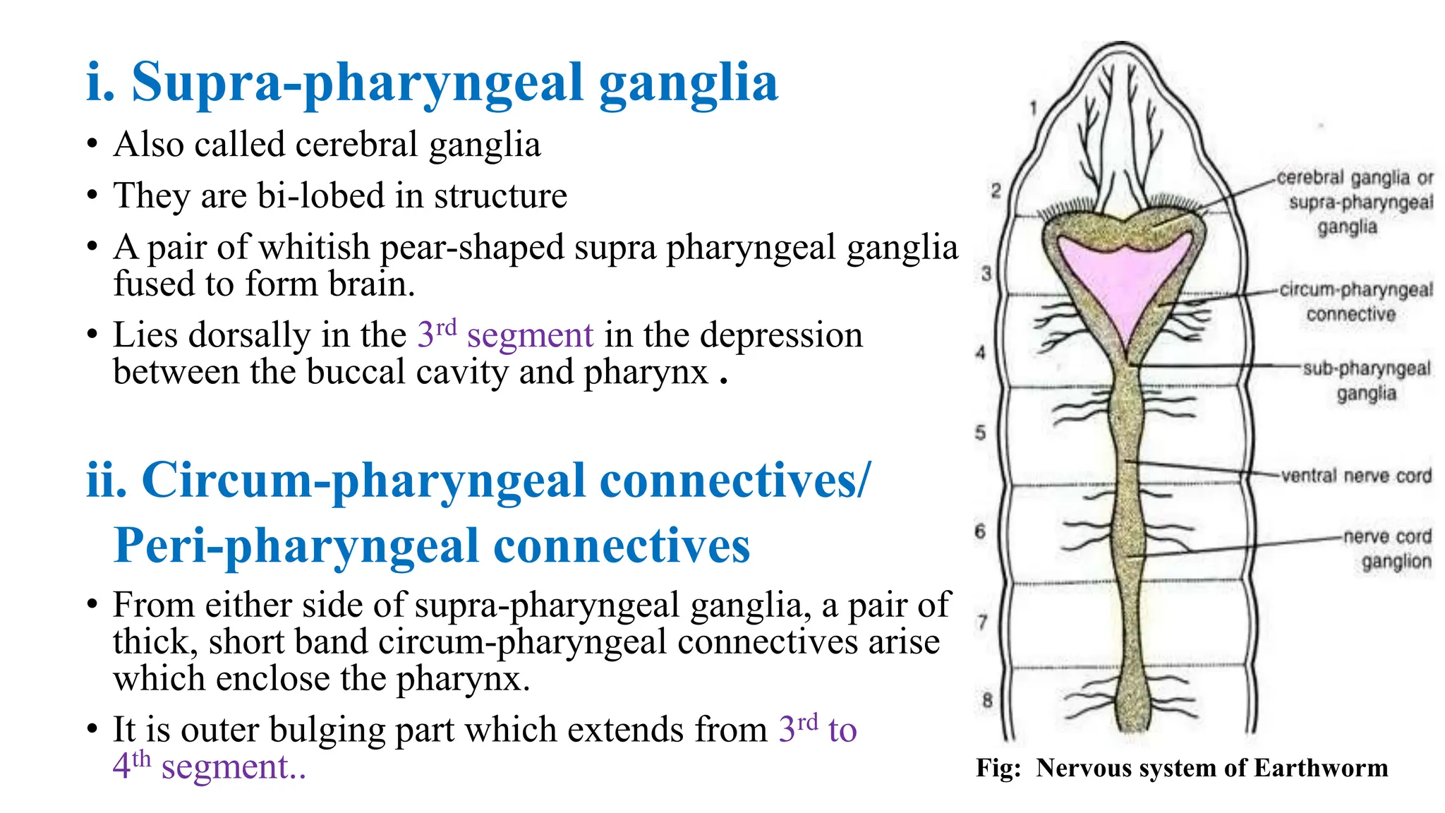 Detail study of Earthworm for class 11 NEB B | PPTX