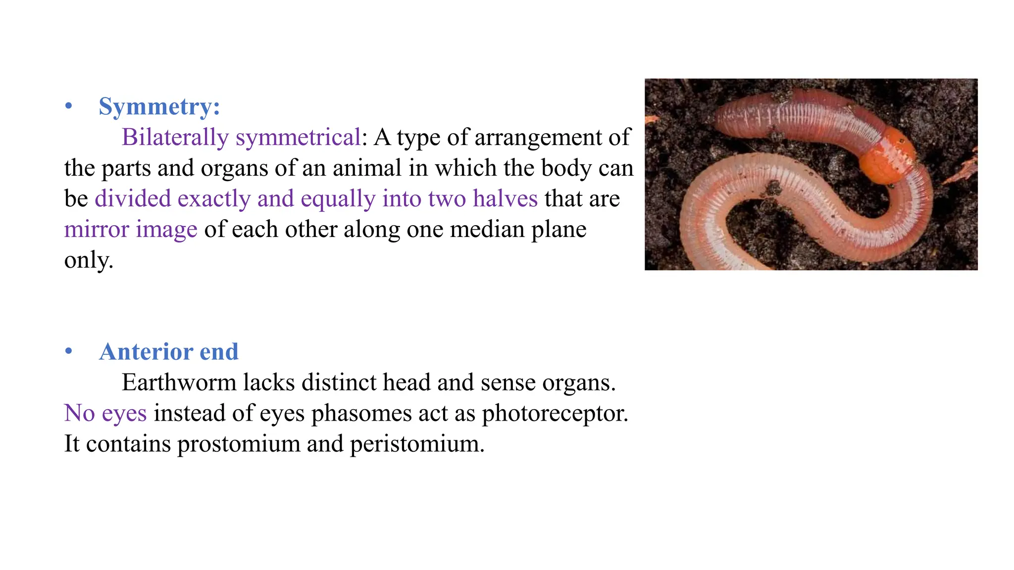 Detail study of Earthworm for class 11 NEB B | PPTX