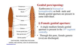 Detail study of Earthworm for class 11 NEB B | PPTX