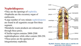 Detail study of Earthworm for class 11 NEB B | PPTX
