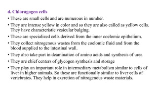 Detail study of Earthworm for class 11 NEB B | PPTX