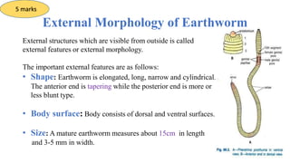 Detail study of Earthworm for class 11 NEB B | PPTX