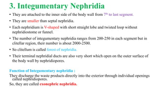 Detail study of Earthworm for class 11 NEB B | PPTX