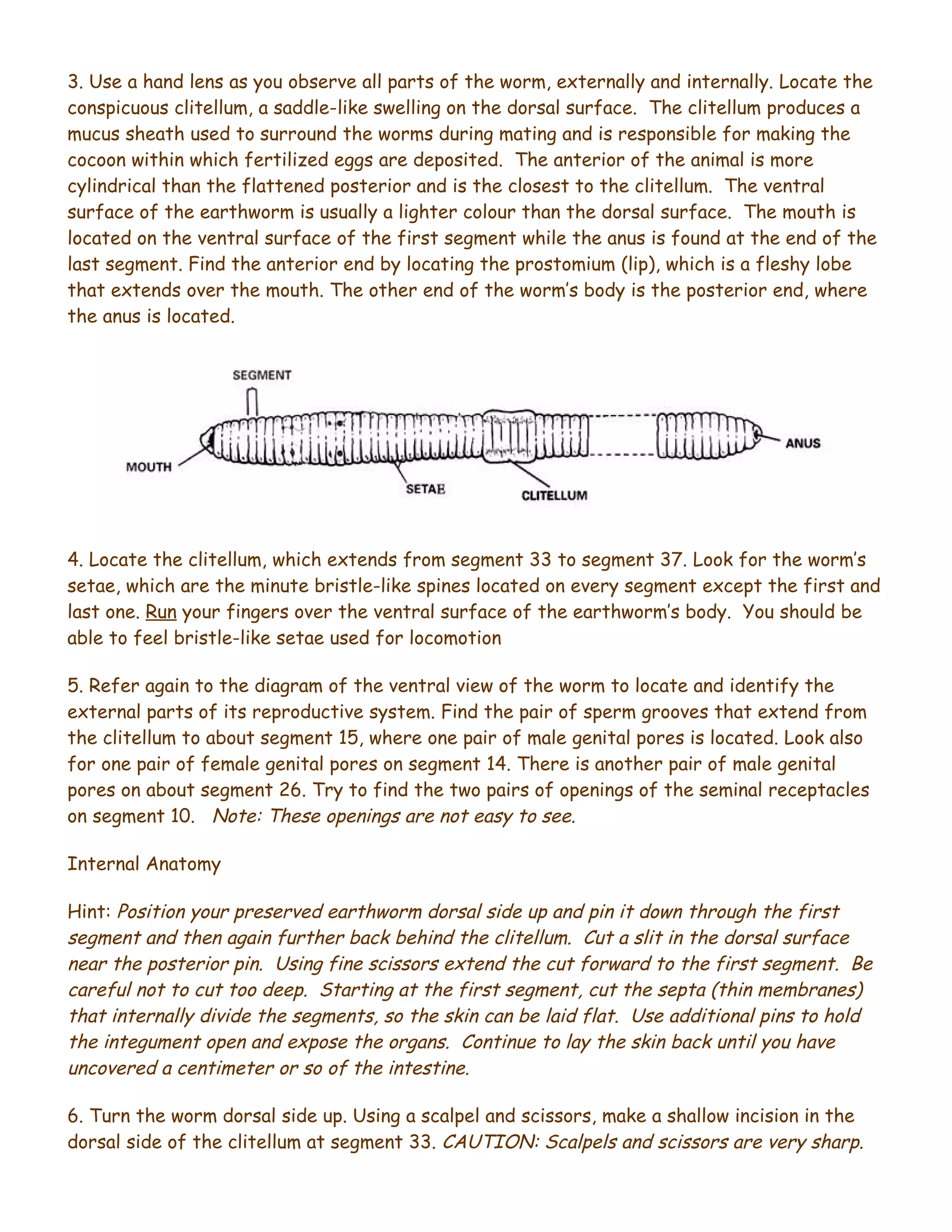 Earthworm Dissection | PDF