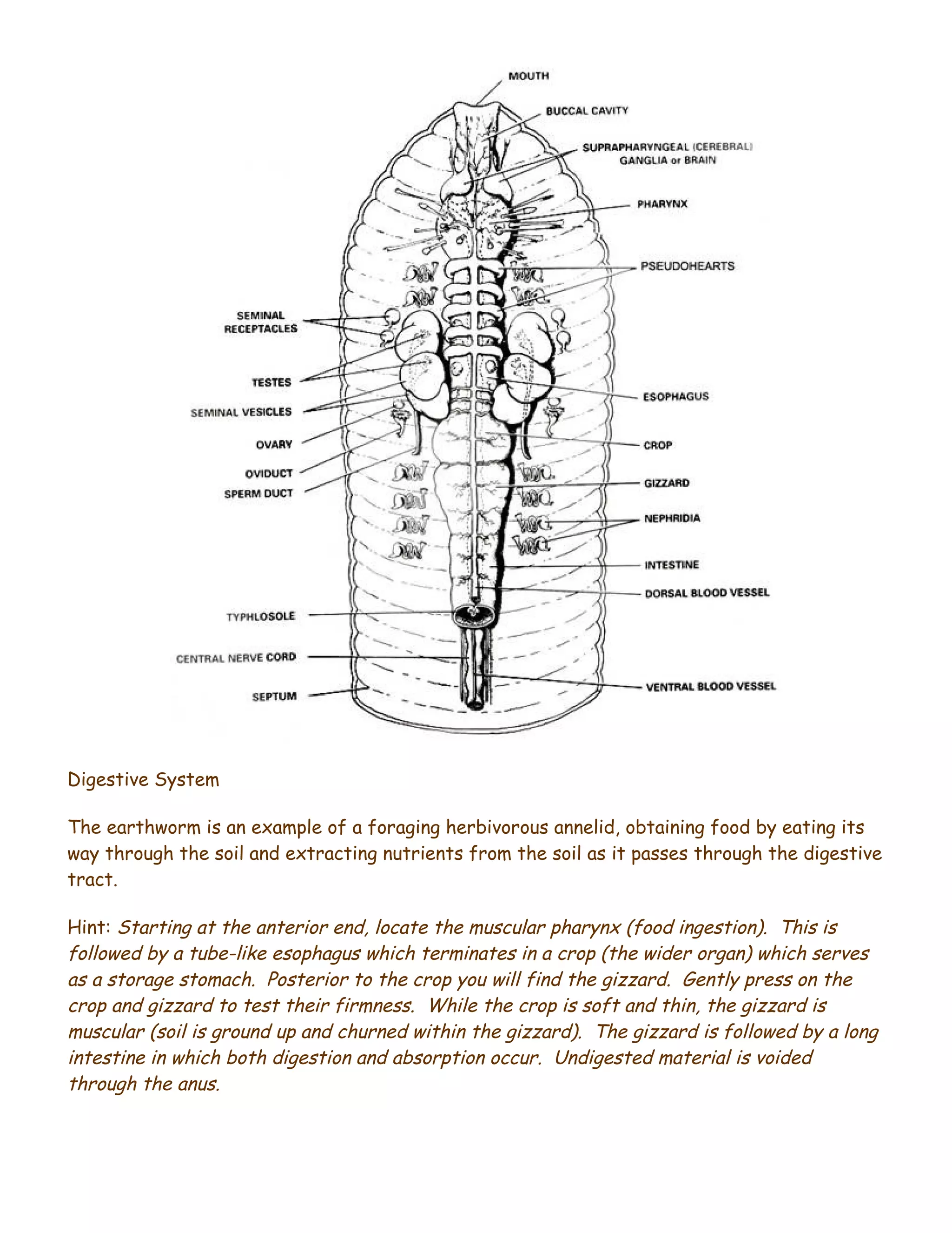 Earthworm Dissection | PDF
