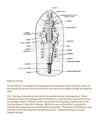 Earthworm Dissection | DOC