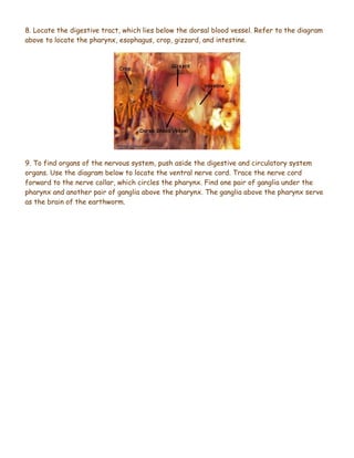 Earthworm Dissection | DOC