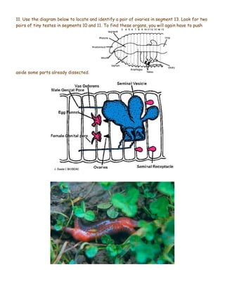 Earthworm Dissection | DOC