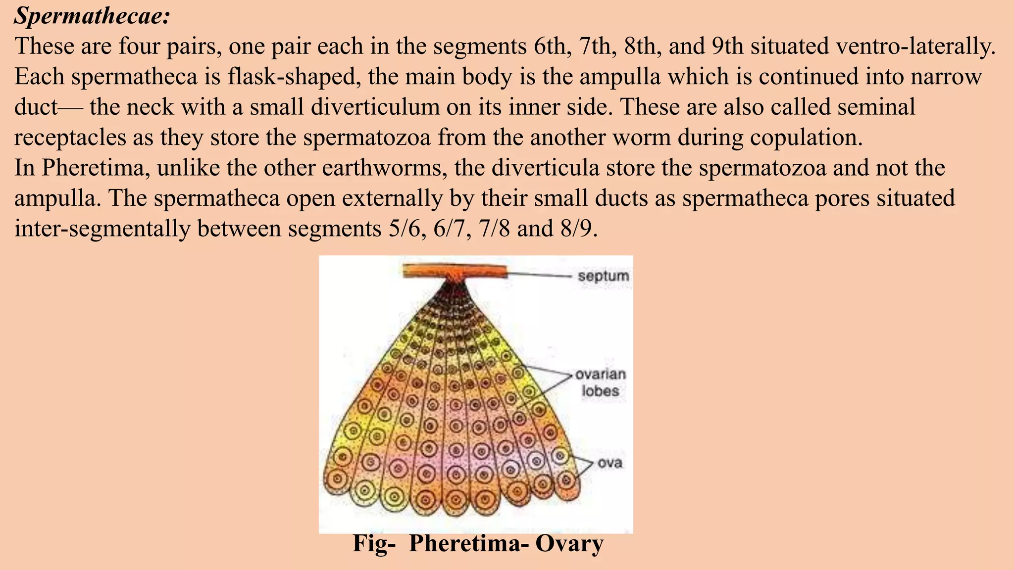 Earthworm reproduction | PPTX