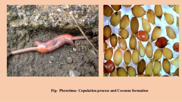 Earthworm reproduction