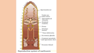 Earthworm reproduction | PPT