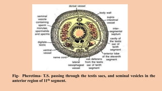 Earthworm reproduction | PPT
