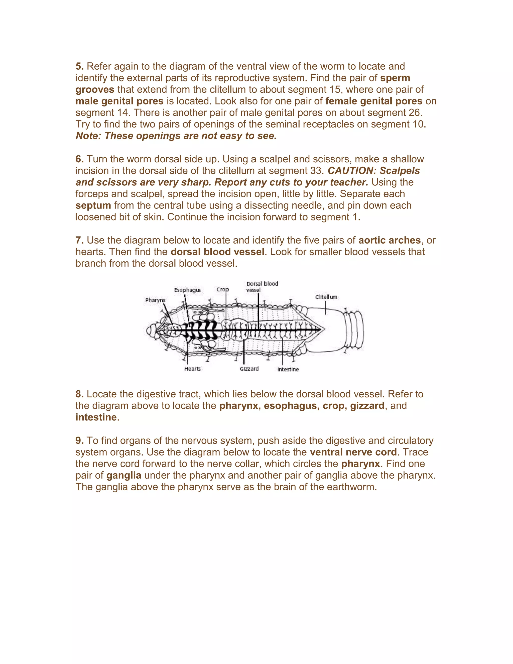 Earthworm dissection | DOCX