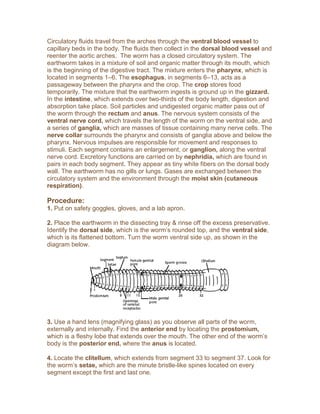 Earthworm dissection | DOCX