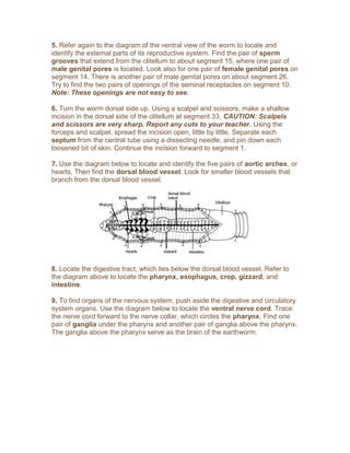 Earthworm dissection | DOCX