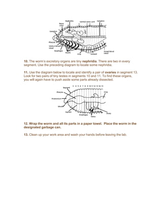 Earthworm dissection | DOCX