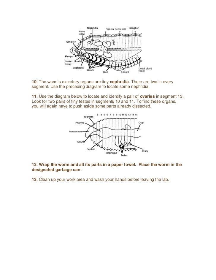 Earthworm Anatomy And Dissection Guide Biology Junction