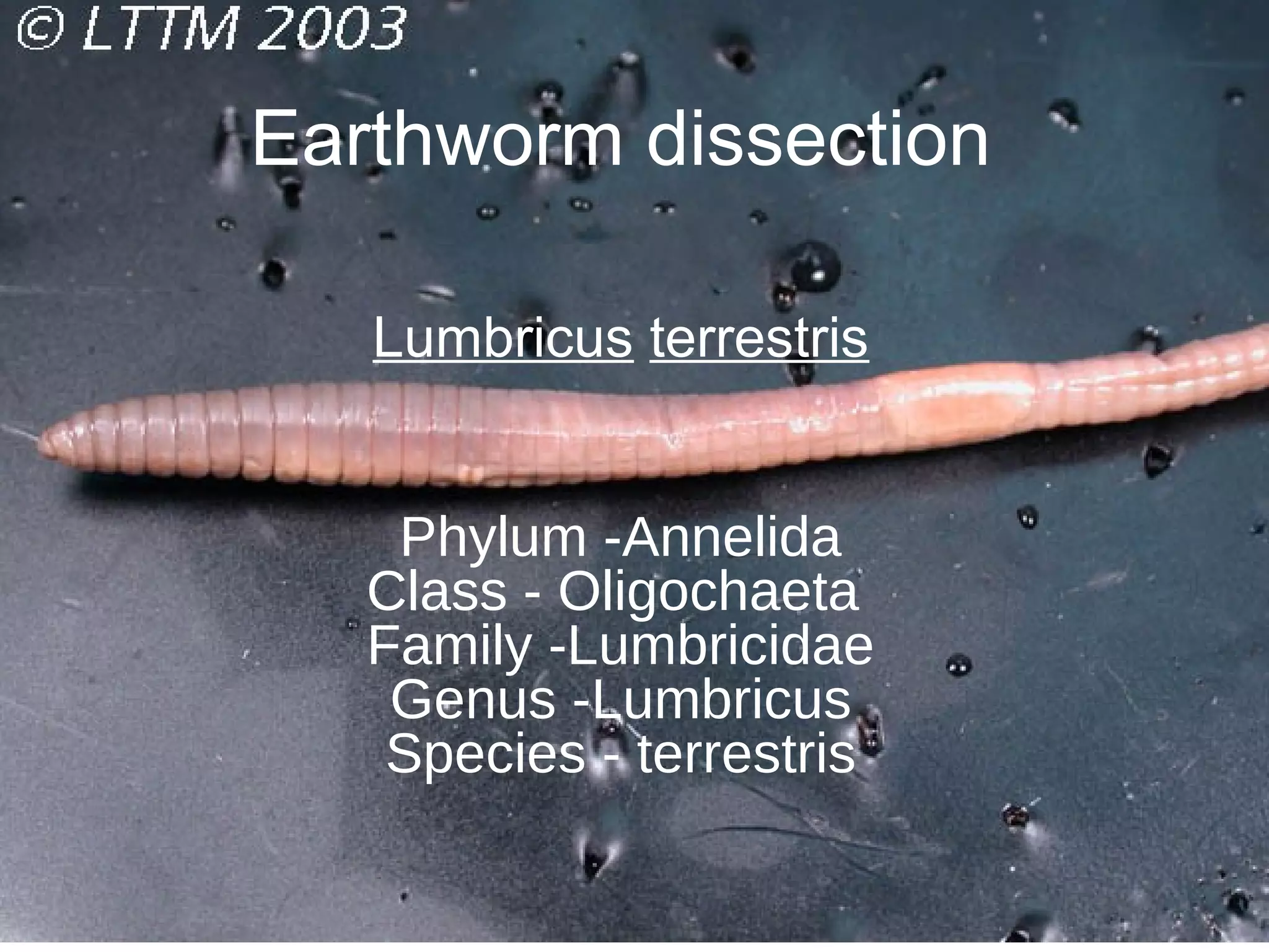 Earthworm dissection | PPT