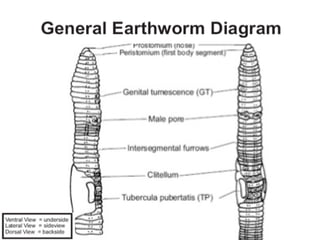 Earthworm dissection | PPT