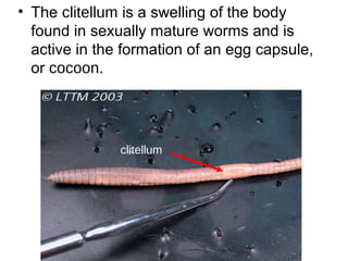 Earthworm dissection | PPT