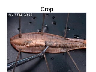 Dissect A Worm