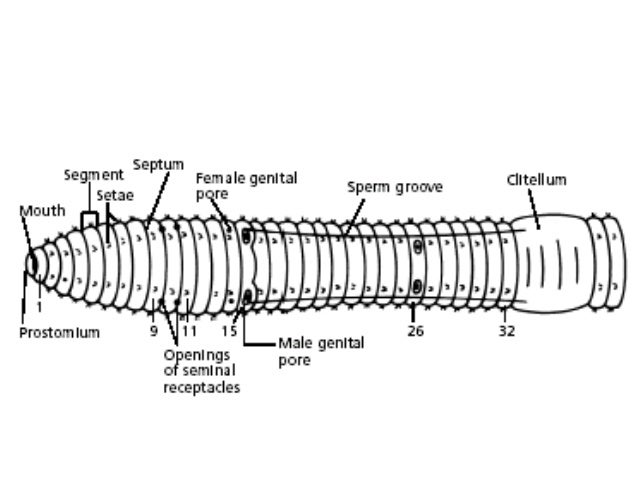 Earthworm Dissection Anatomy Gizzard Biologycorner Earthworms Aortic ...