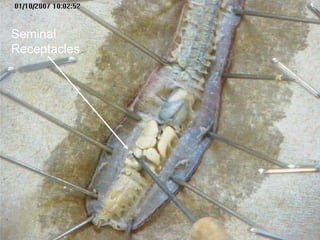 Earthworm dissection 001 | PPT