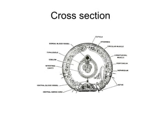 Earthworm Dissection | PPT