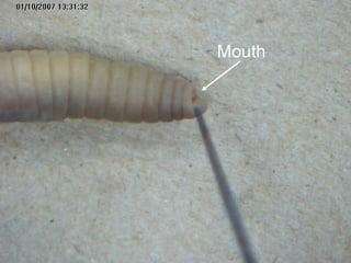 Earthworm Dissection | PPT