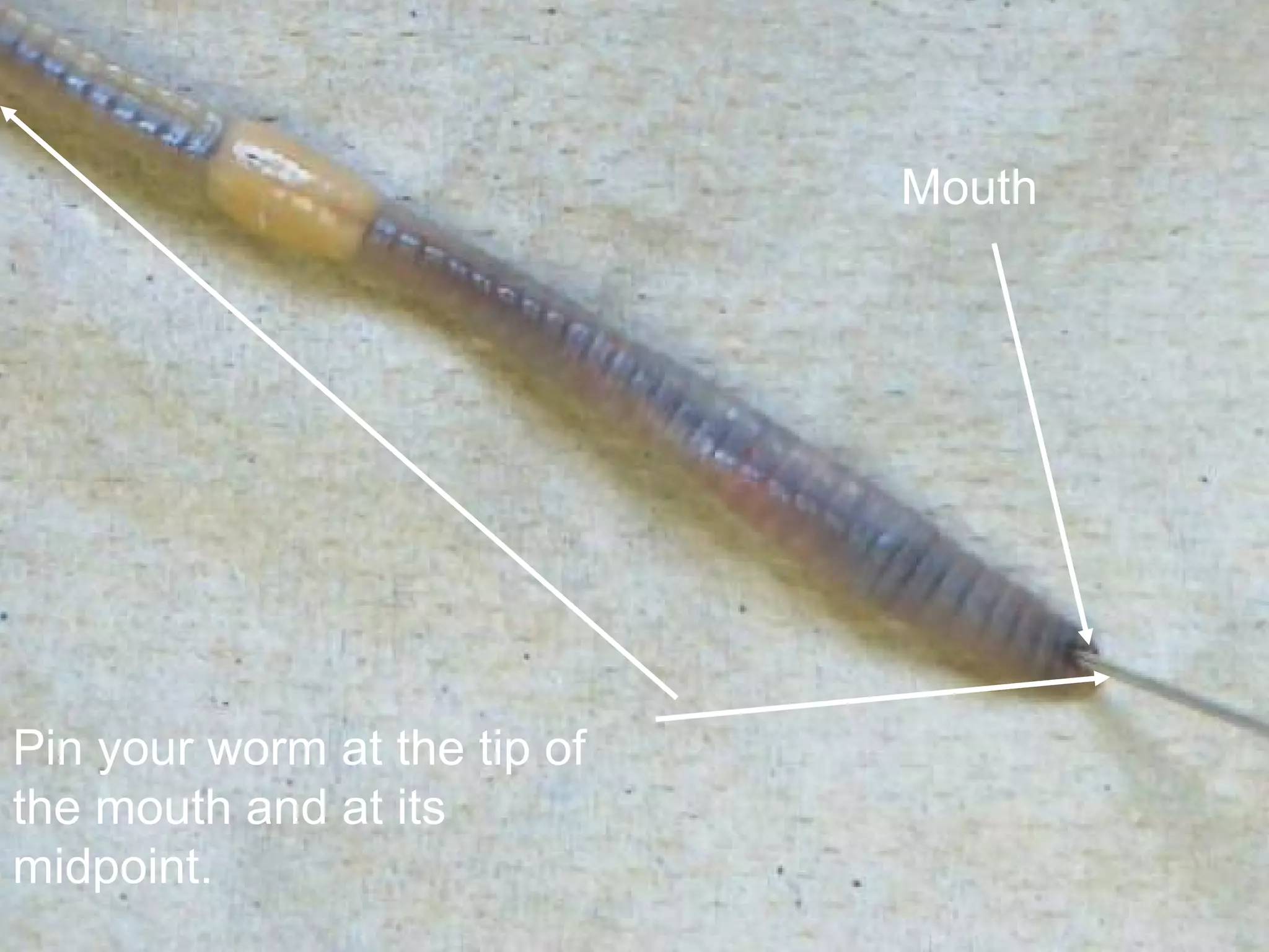 Earthworm dissection 001 | PPT