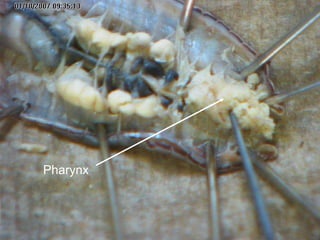 Earthworm Dissection Brain