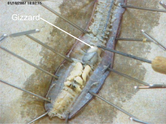 Earthworm dissection 001