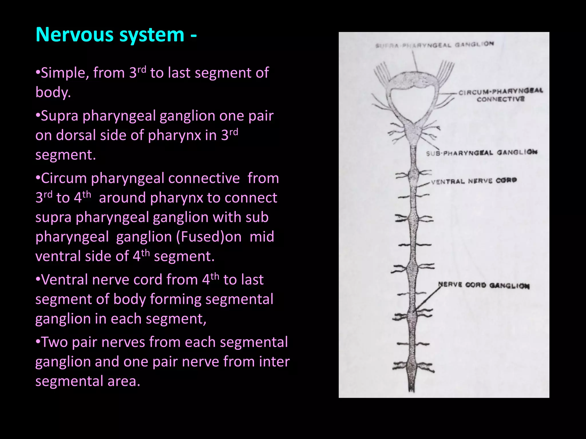 Indian Earthworm (Pheretima posthuma)ppt.pdf
