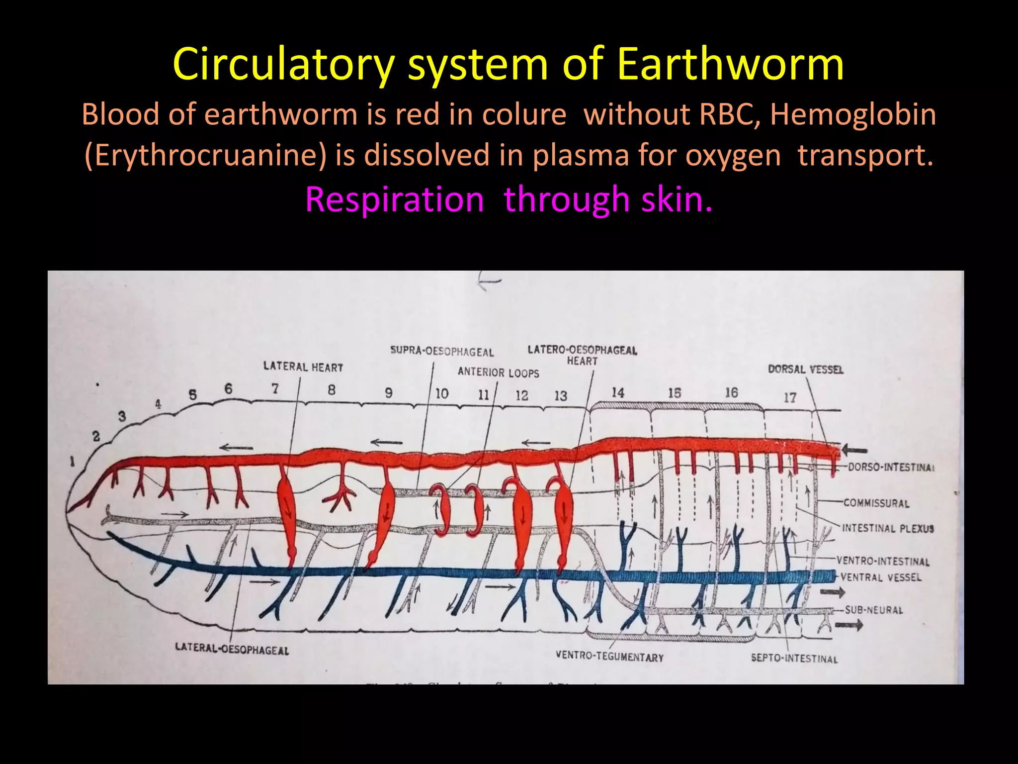 Indian Earthworm (Pheretima posthuma)ppt.pdf