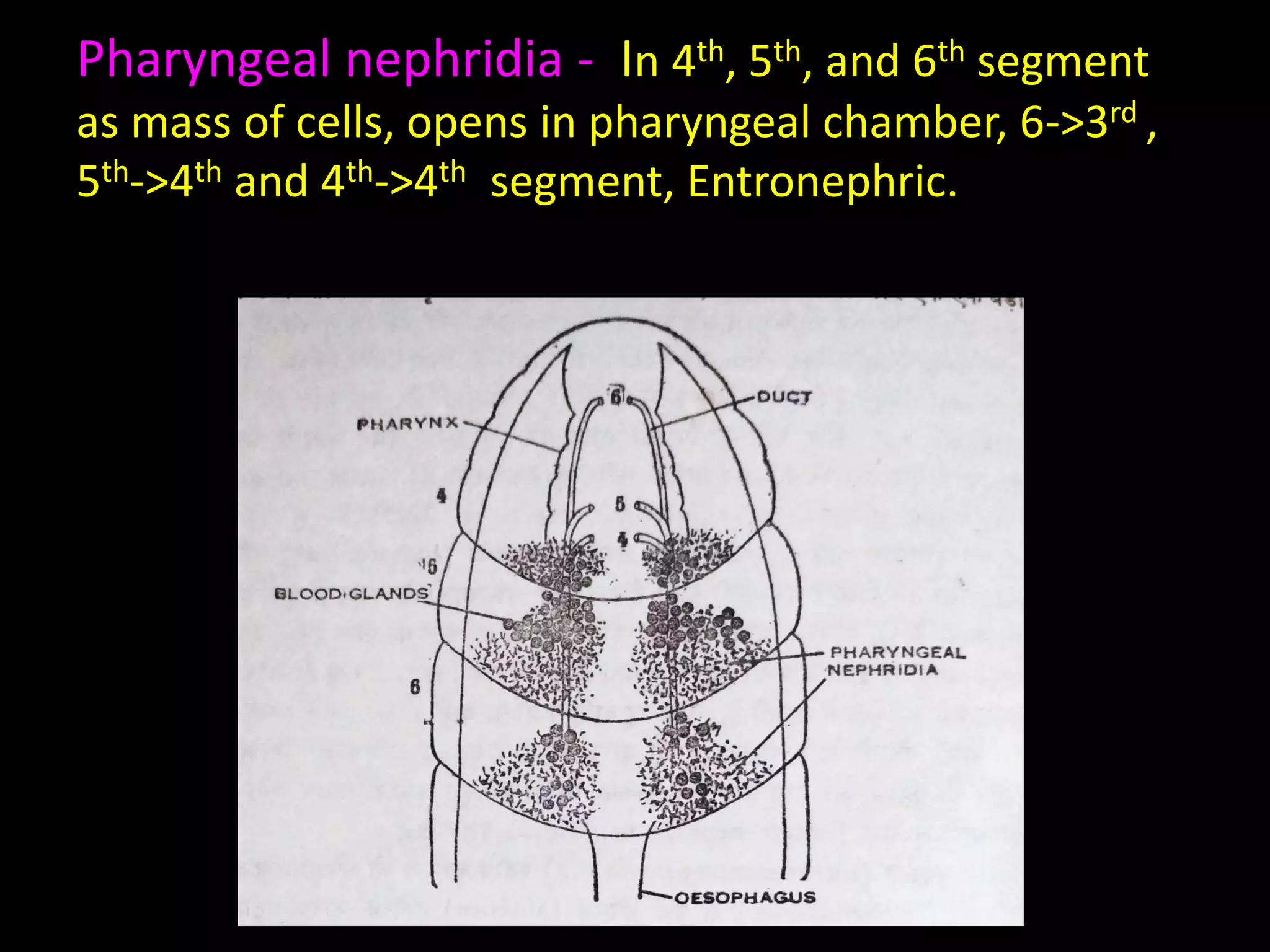 Indian Earthworm (Pheretima posthuma)ppt.pdf