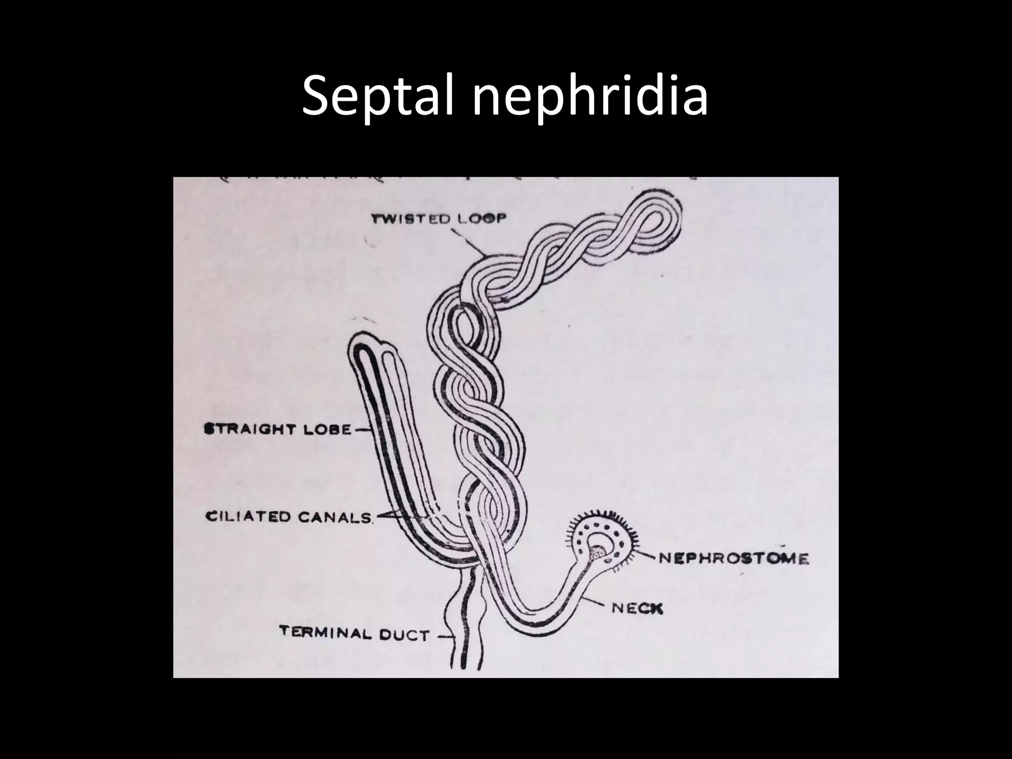 Indian Earthworm (Pheretima posthuma)ppt.pdf