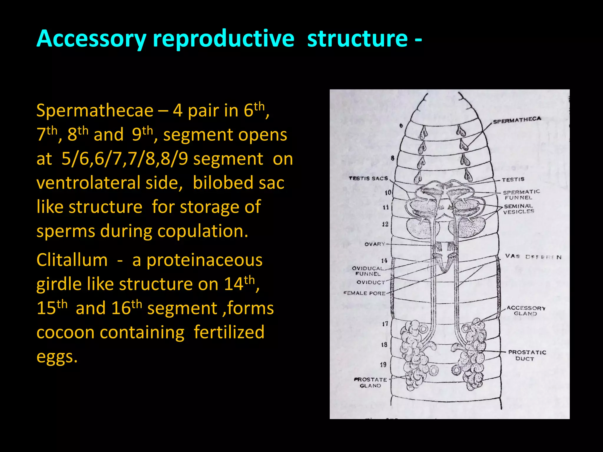 Indian Earthworm (Pheretima posthuma)ppt.pdf