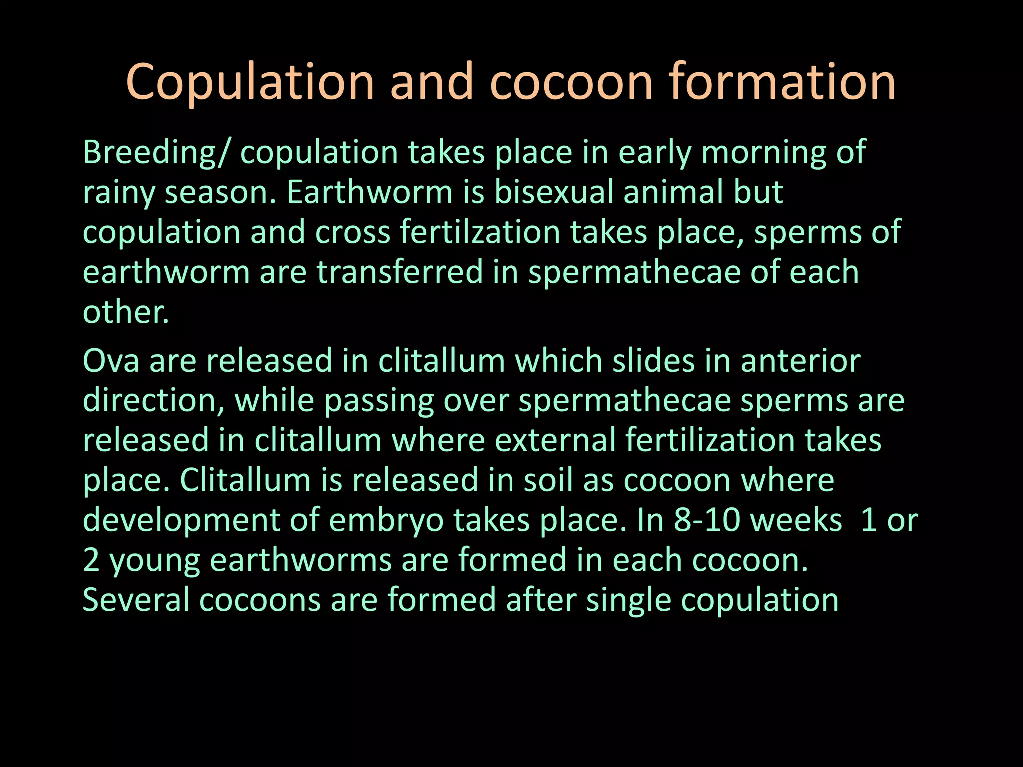 Indian Earthworm (Pheretima posthuma)ppt.pdf