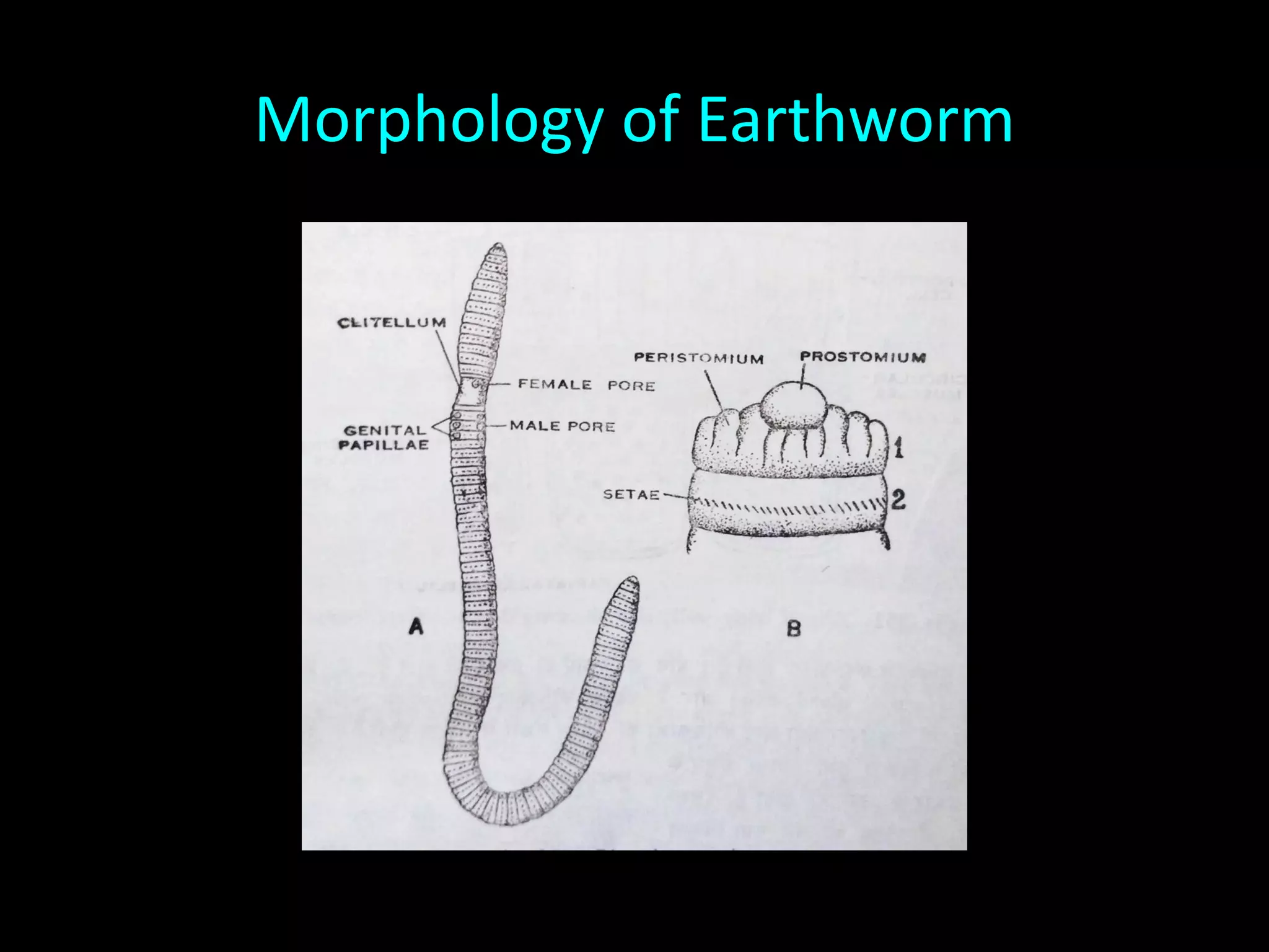 Indian Earthworm (Pheretima posthuma)ppt.pdf